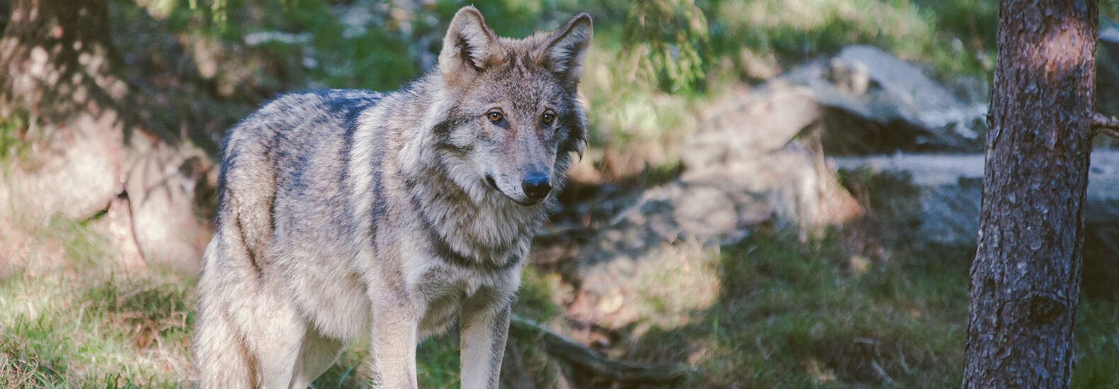 Gray wolves are making a comeback to the Cascade Mountains - ES Management