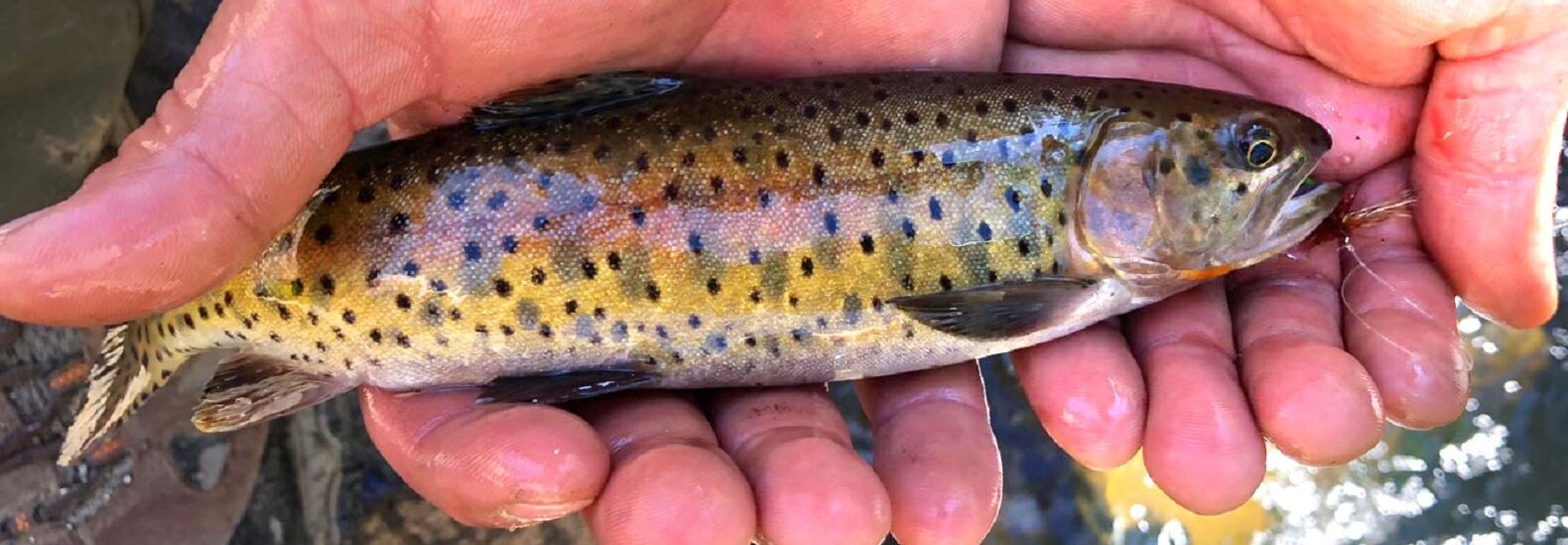 Fish species extinct for 100 years is brought back to life - ES Management