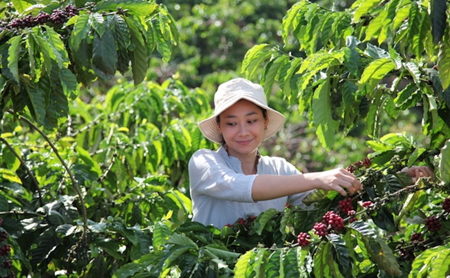 Nescafé unveils $1 billion regenerative coffee farming plan - ES Management