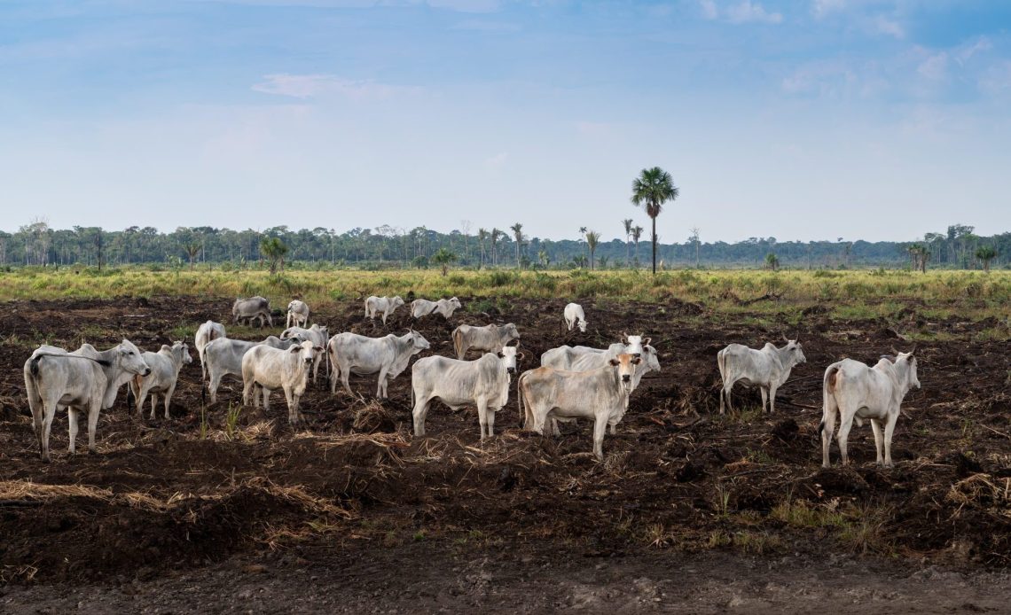 Unilever, Danone and Nestlé come close to eliminating deforestation ...